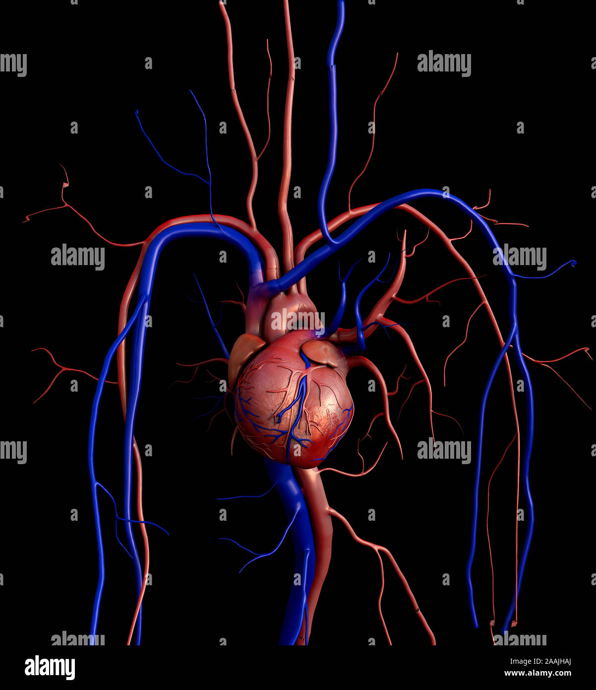Heart model, Full clipping path included, Human heart for medical study ...