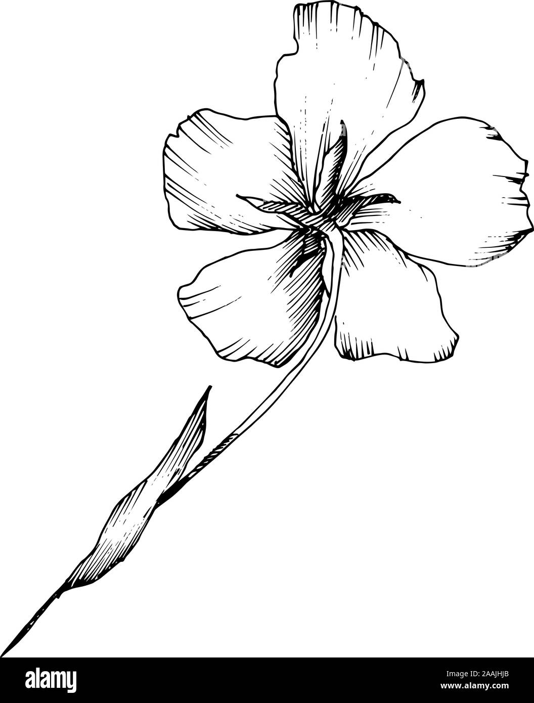 Vector Flax floral botanical flowers. Black and white engraved ink art ...