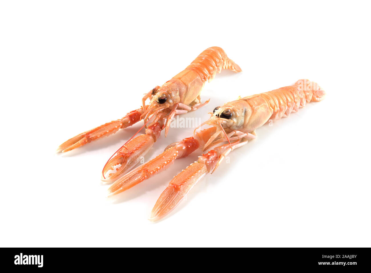 Two fresh Norway Lobster also called scampi or langoustine, expensive ...