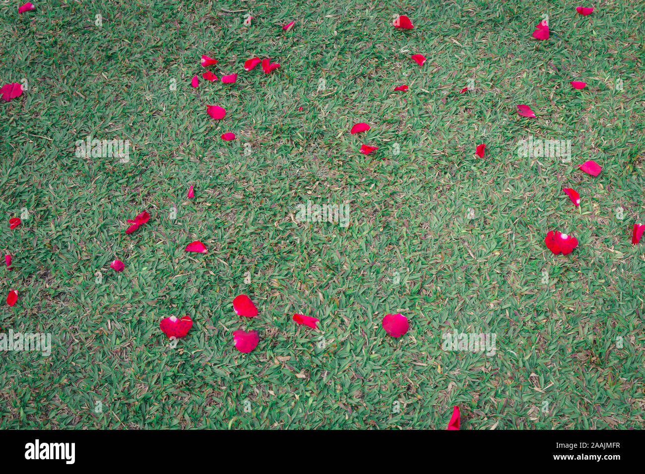 Scatter flowers hi-res stock photography and images - Alamy