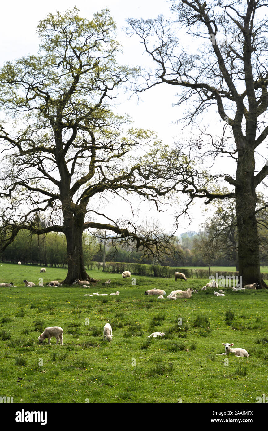 Lambs frolicking hi-res stock photography and images - Alamy