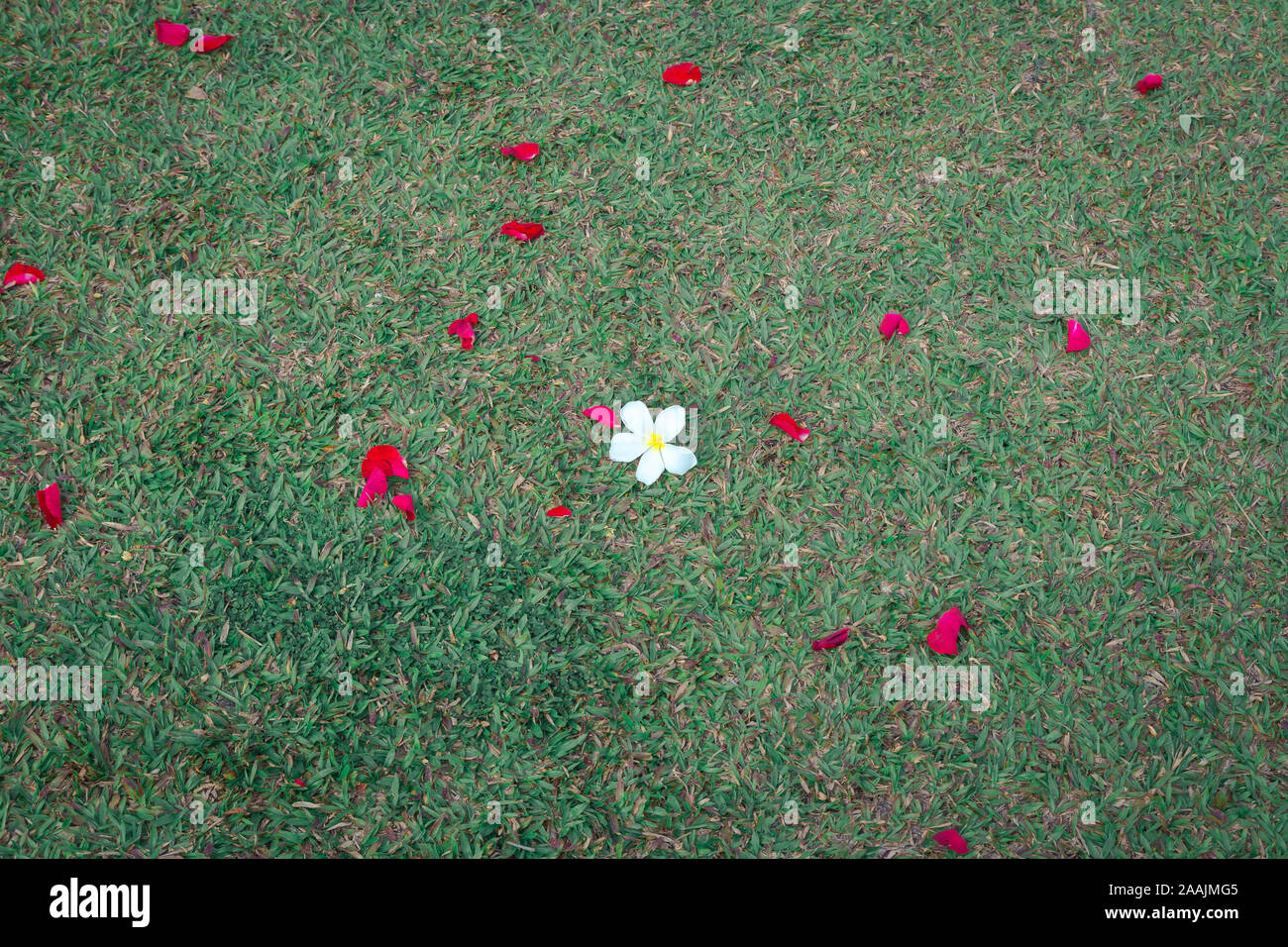 Scatter flowers hi-res stock photography and images - Alamy