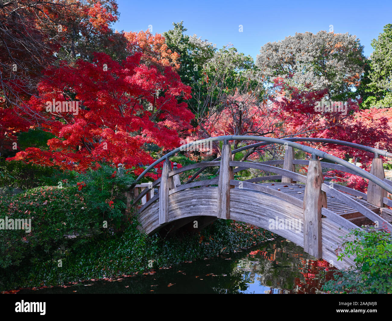 Japanese maple trees bridge hi-res stock photography and images - Alamy
