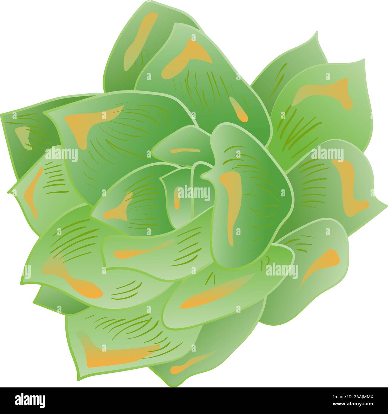 Vector Succulent floral botanical flower. Black and white engraved ink ...