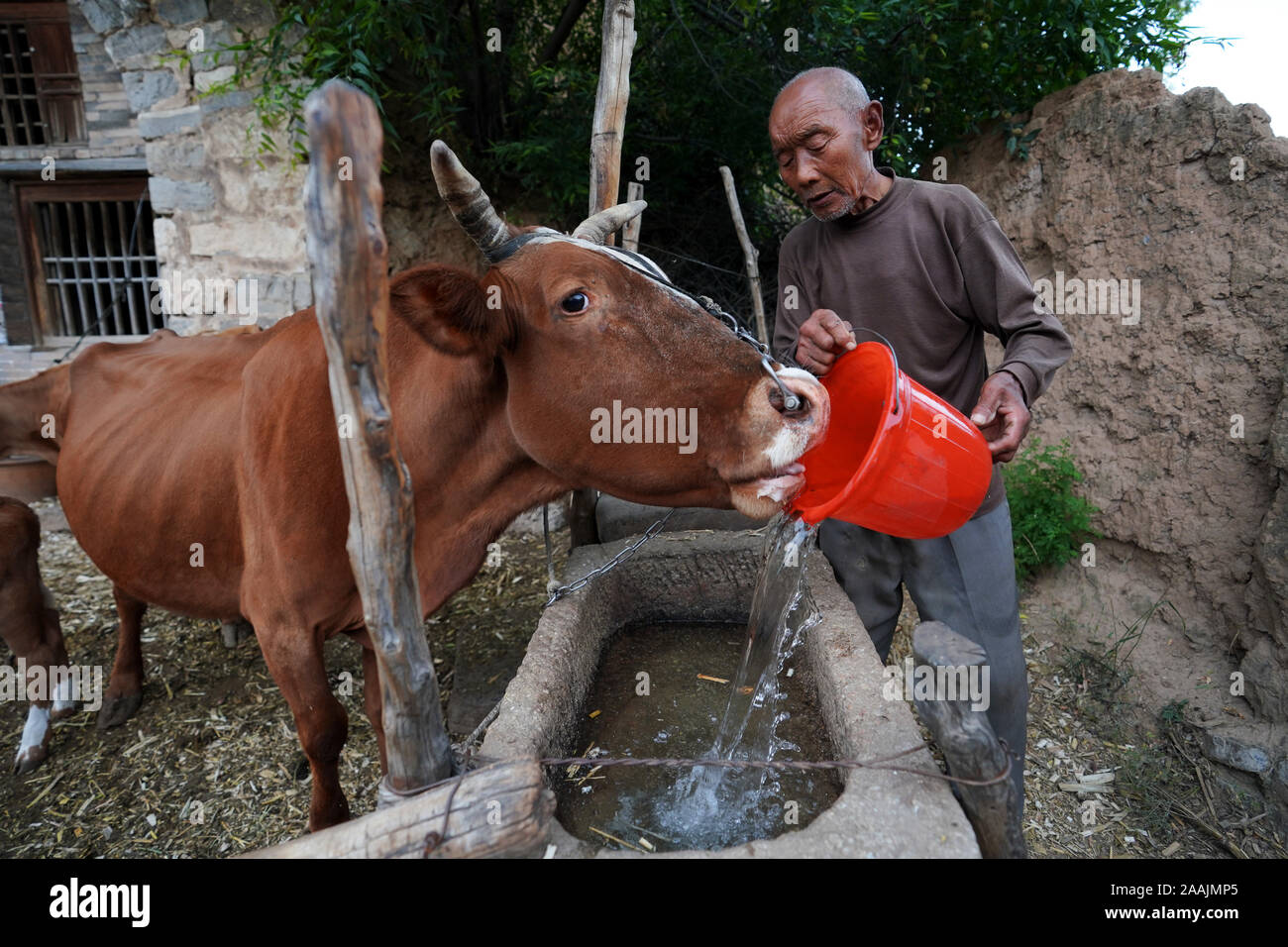 Cattle drinking water drought hi-res stock photography and images - Alamy