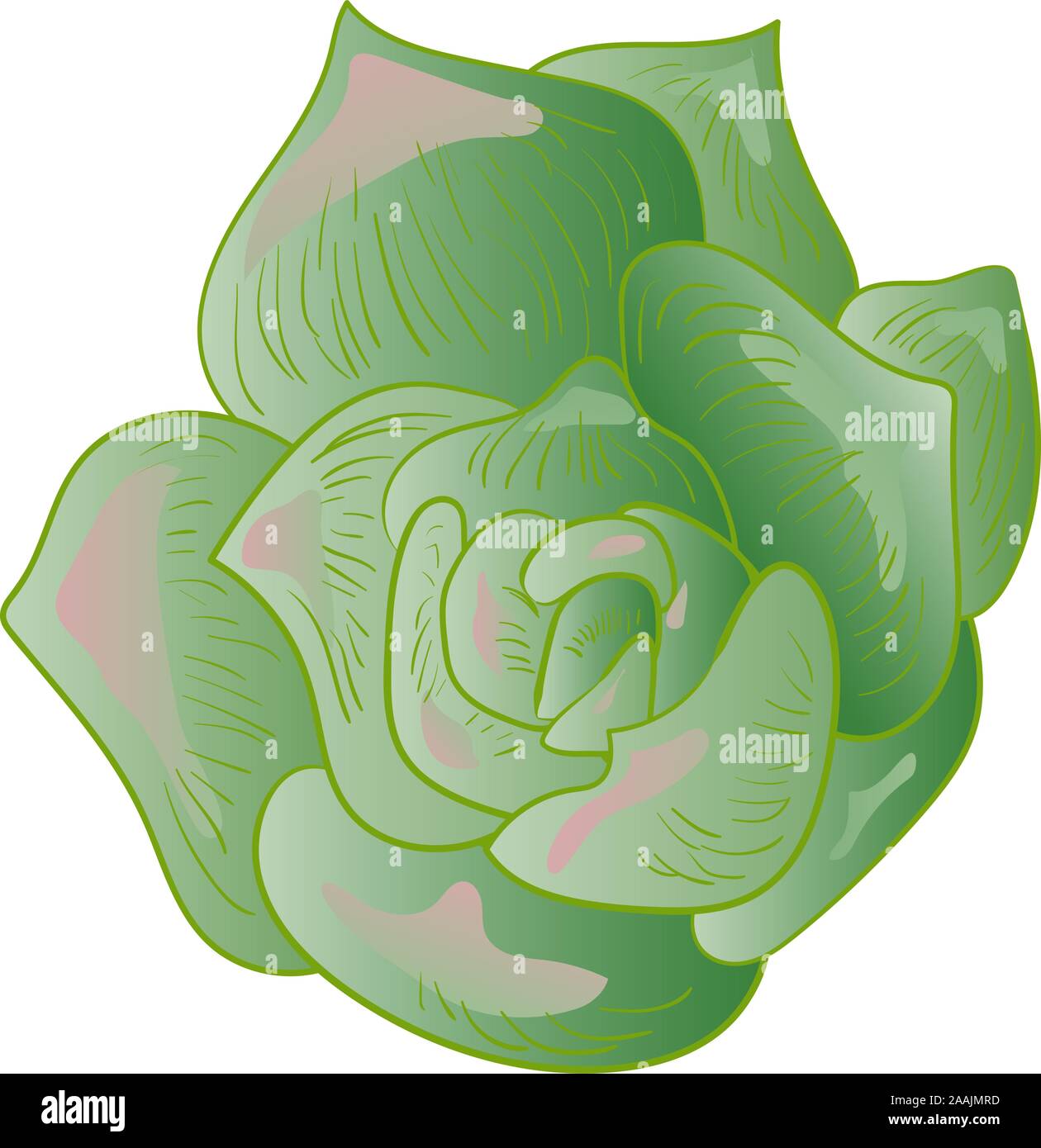 Vector Succulent floral botanical flower. Black and white engraved ink ...