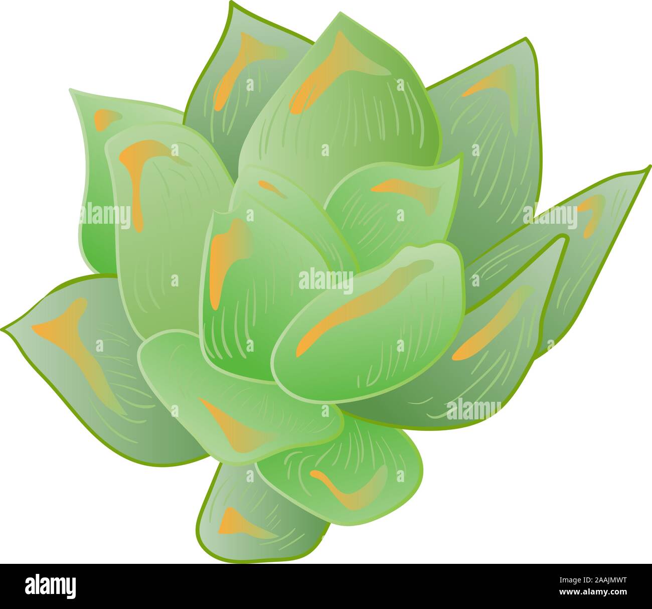 Vector Succulent floral botanical flower. Black and white engraved ink ...