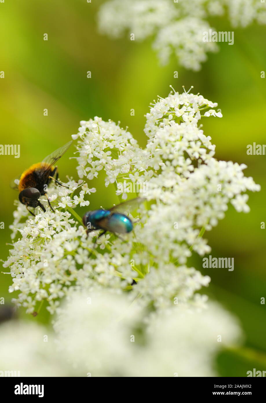 Bluefly hi-res stock photography and images - Alamy