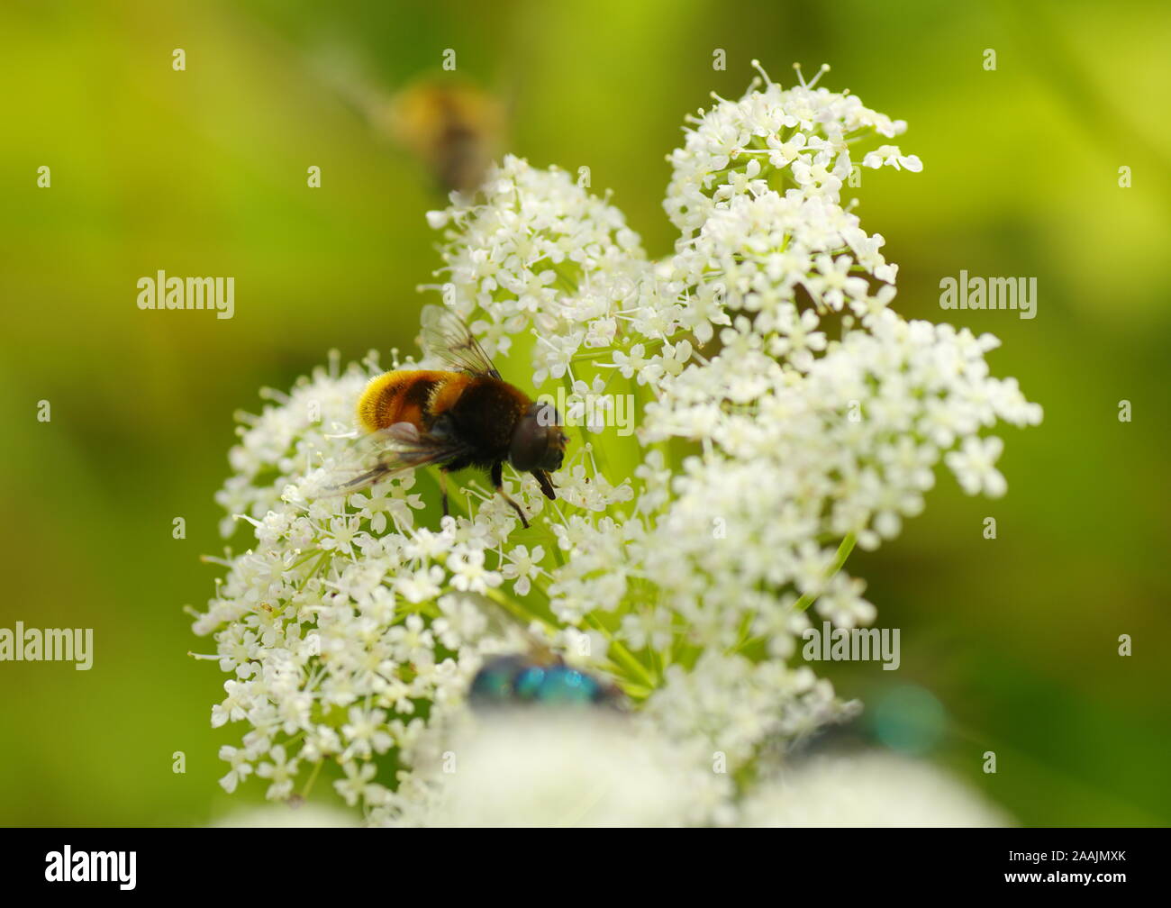 Bluefly hi-res stock photography and images - Alamy