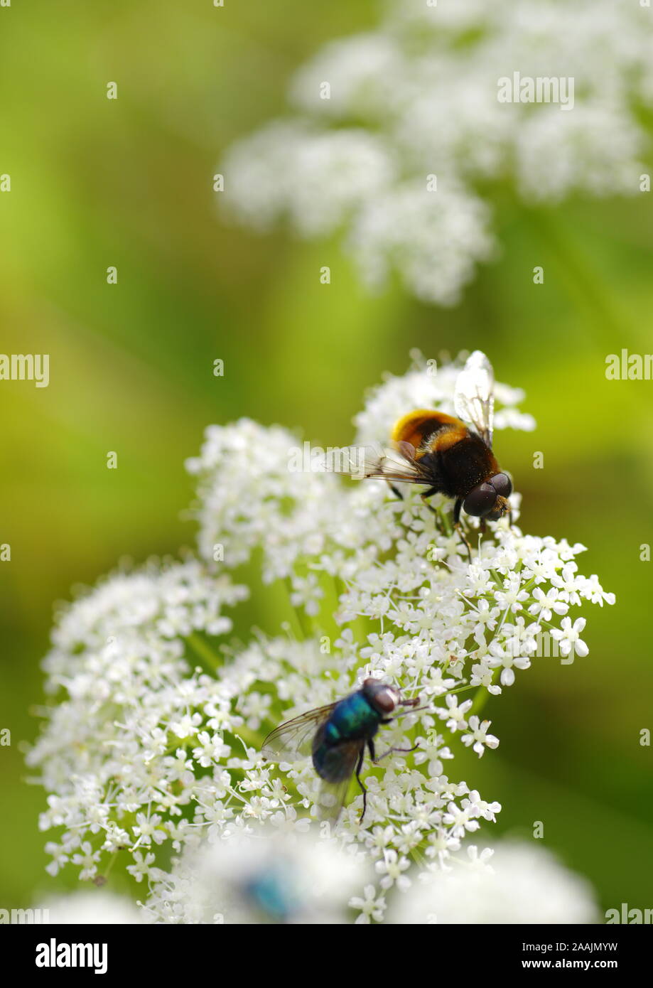 Bluefly hi-res stock photography and images - Alamy