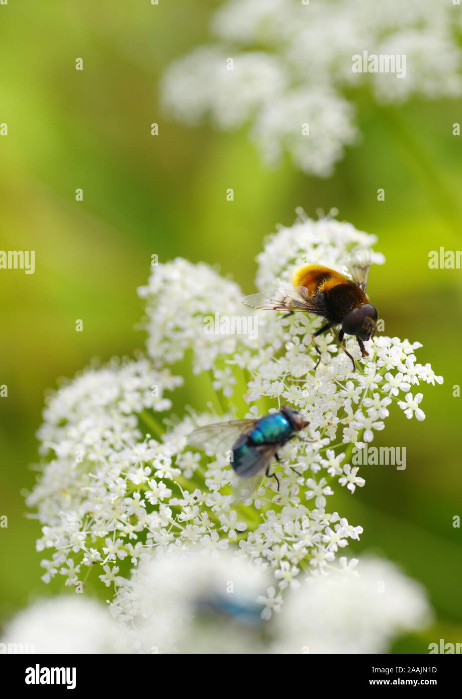 Bluefly hi-res stock photography and images - Alamy