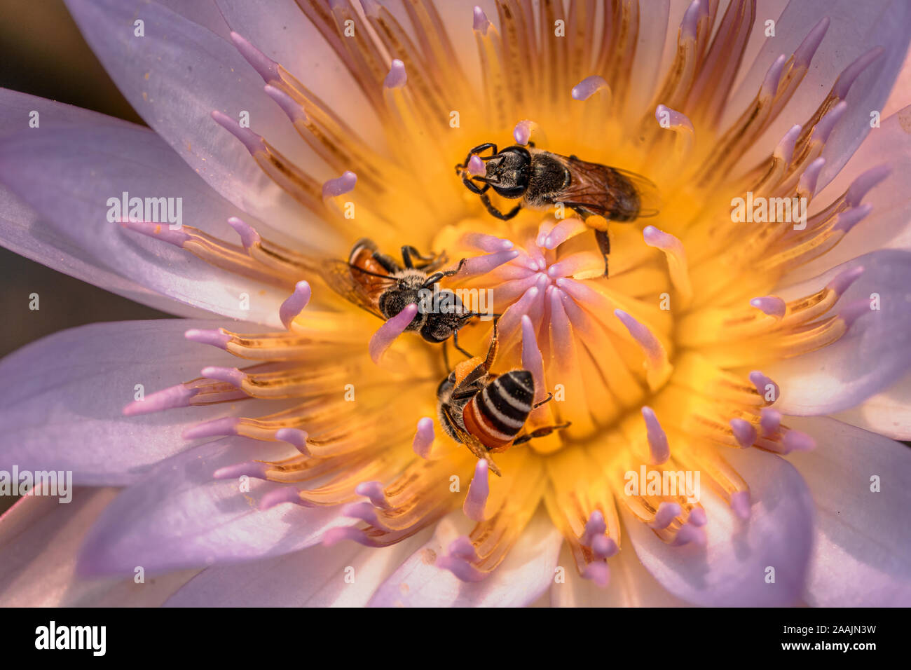 Teamwork of bees hi-res stock photography and images - Alamy