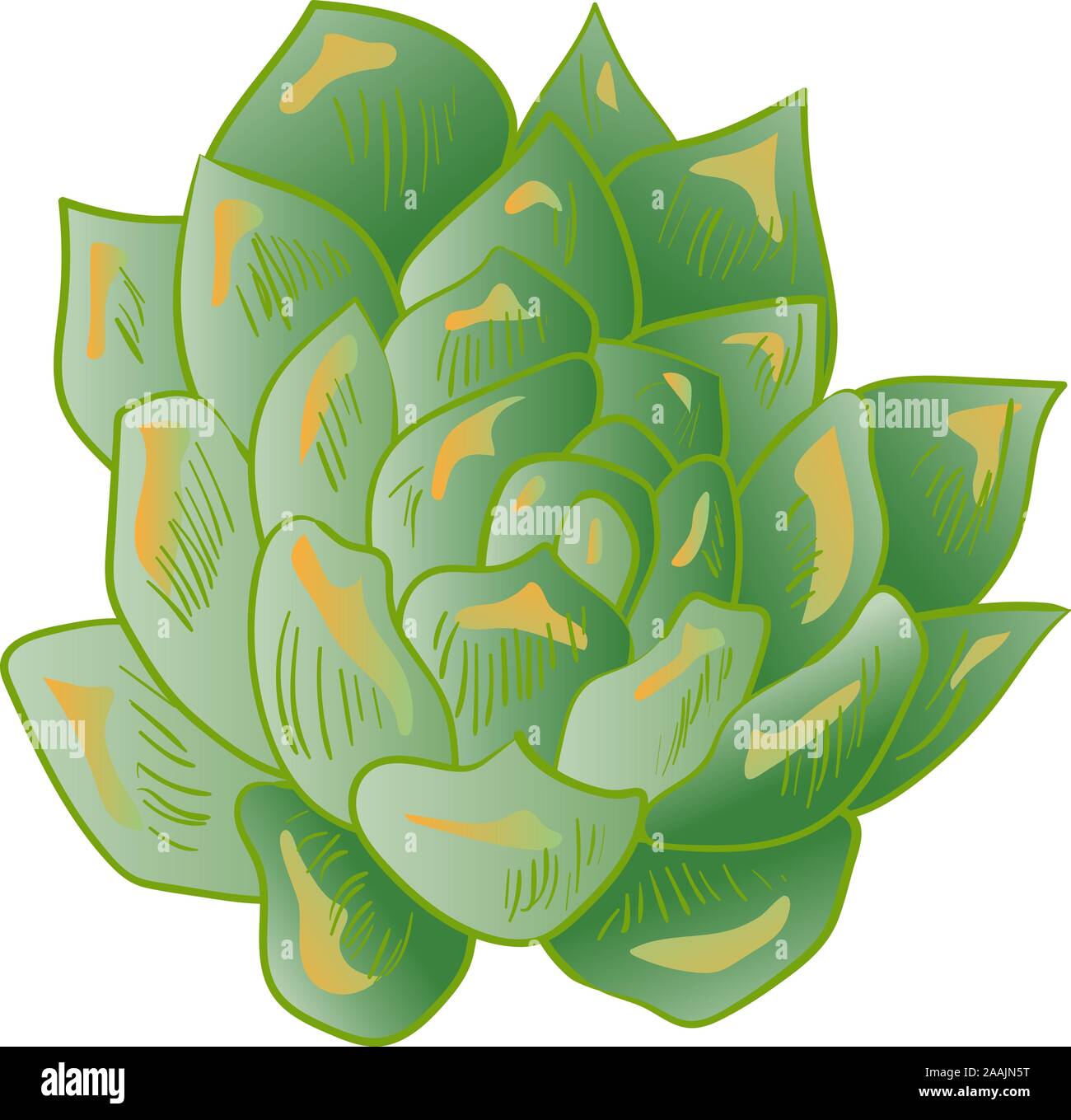 Vector Succulent floral botanical flower. Black and white engraved ink ...