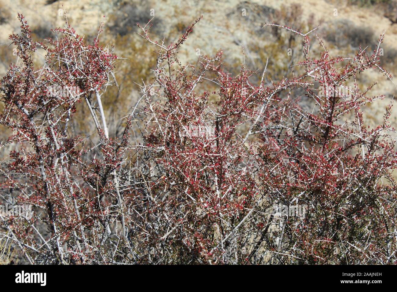 Colorado Desert native plant along Lost Palms Oasis Trail in Joshua ...