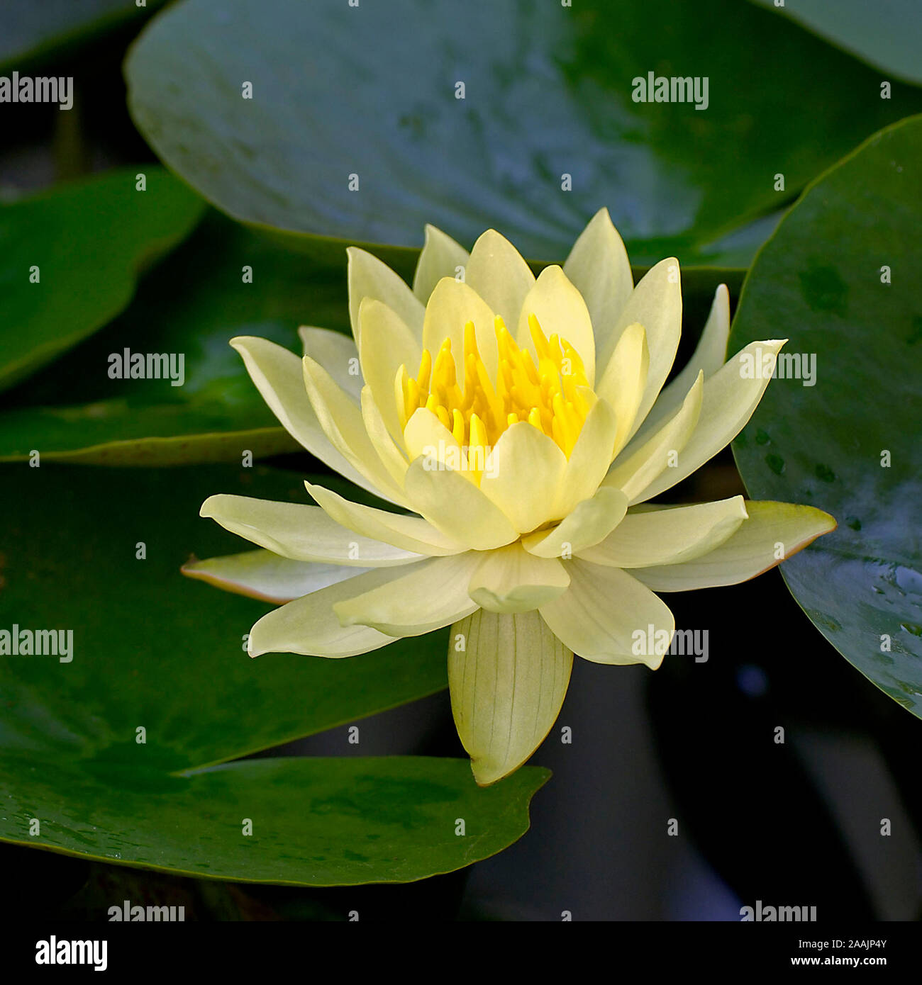 Lotusblume - Nymphaea mexicana Stock Photo - Alamy