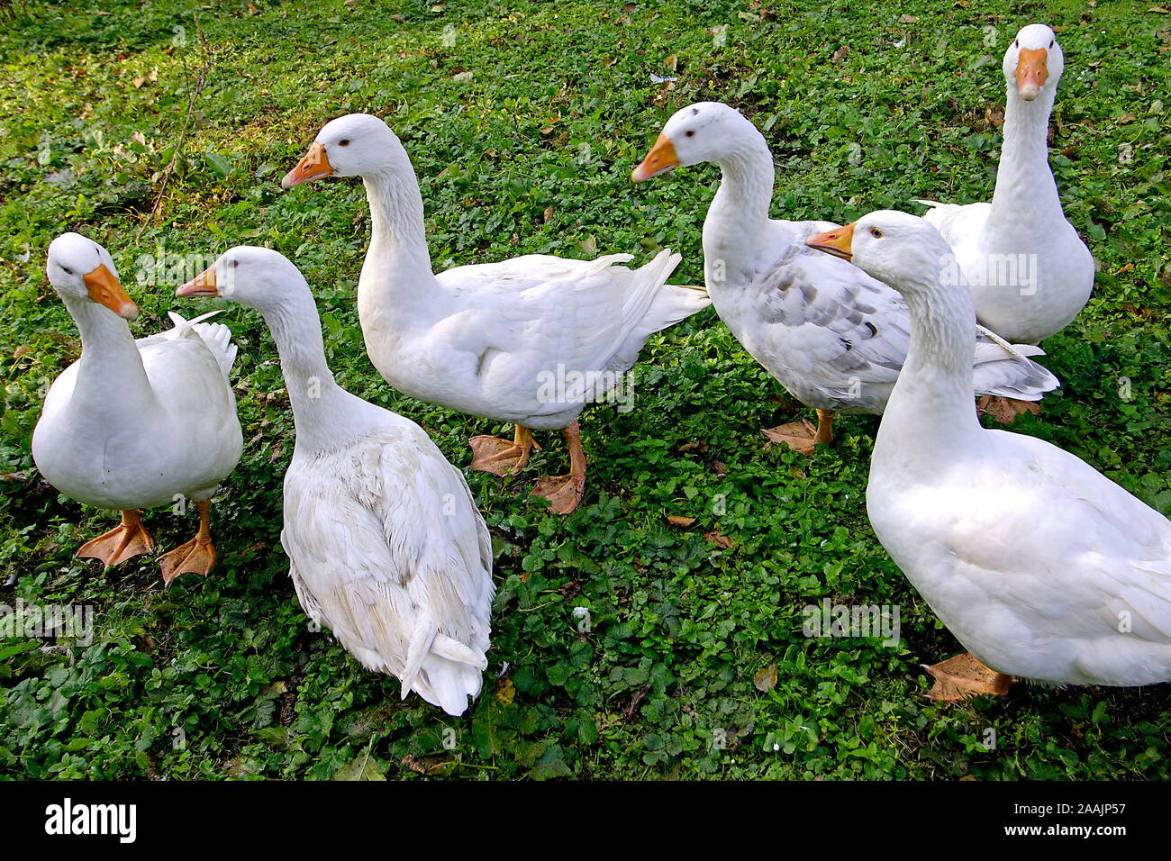 Hausgans hi-res stock photography and images - Alamy