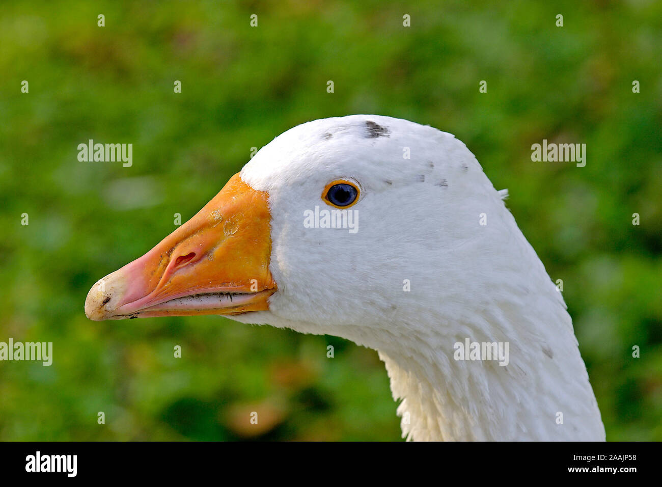 Hausgans - Goose - Porträt Stock Photo - Alamy