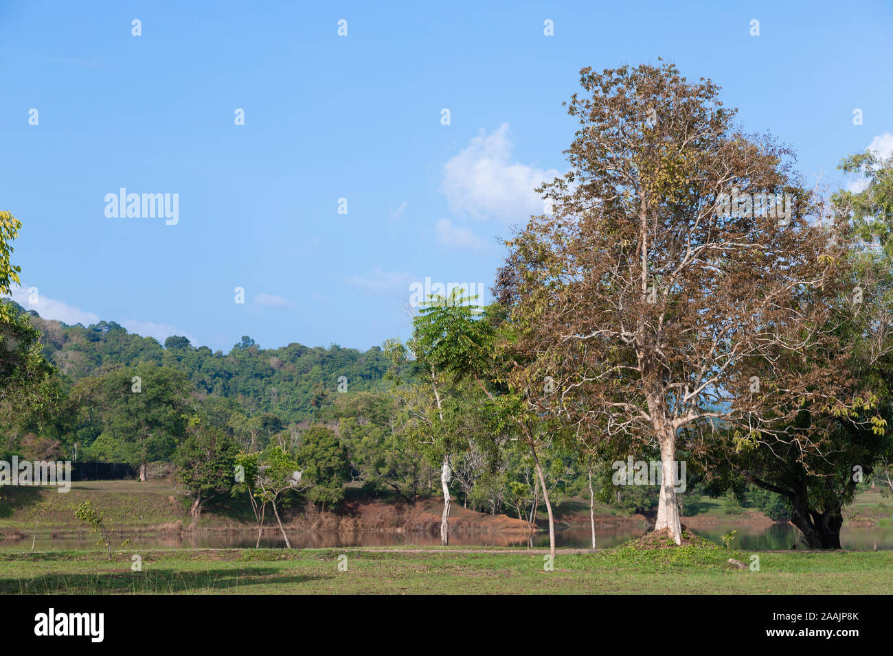 Big tree shadow on grass hi-res stock photography and images - Alamy