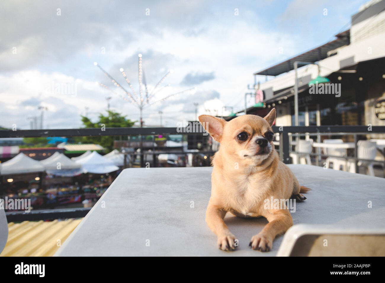 Purebred chiwawa hi-res stock photography and images - Alamy