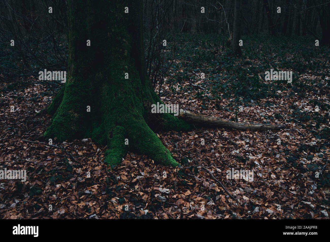 Dark scenic tree cover with moss Stock Photo - Alamy