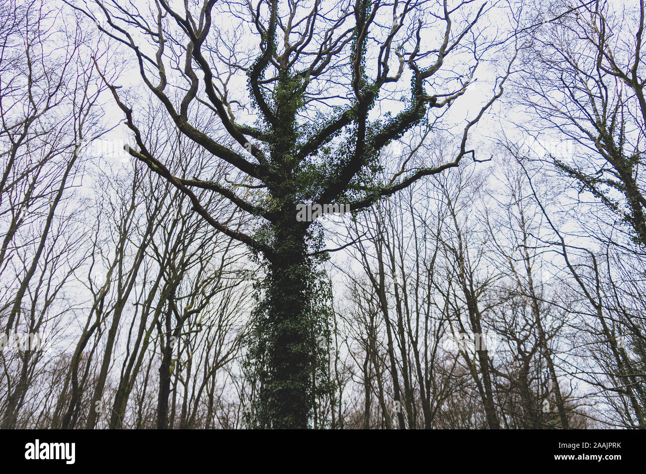 Tortuous tree hi-res stock photography and images - Alamy