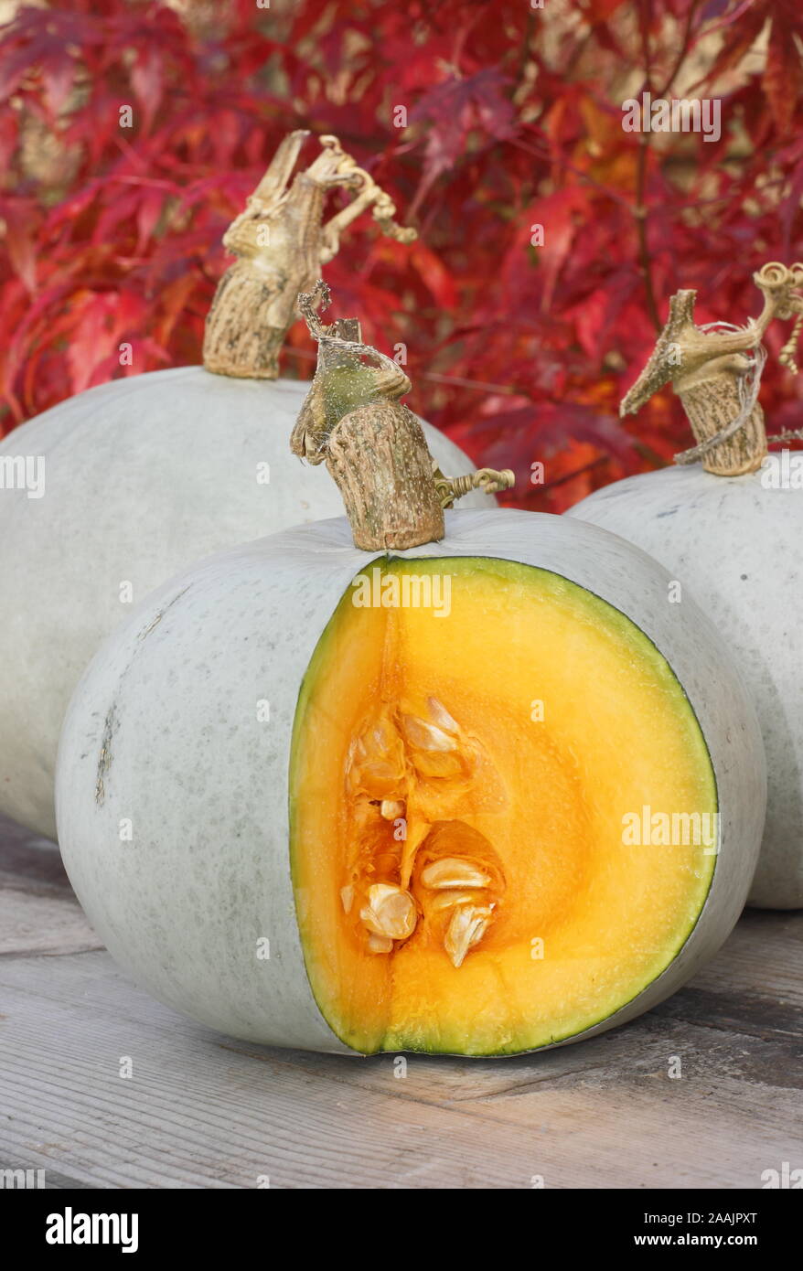Cucurbita maxima 'Crown Prince'. Freshly harvested, blue skinned Crown ...