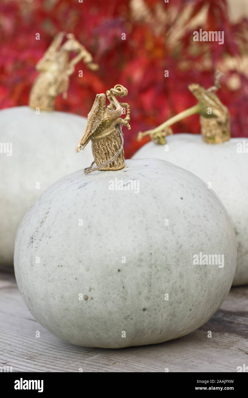 Crown prince squash hi-res stock photography and images - Alamy