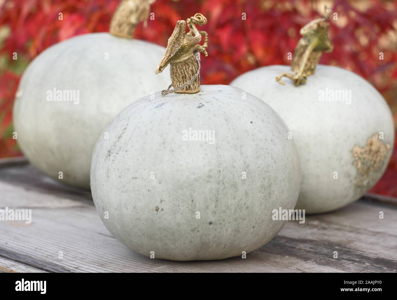 Cucurbita maxima 'Crown Prince' F1. Freshly harvested, home grown Crown ...