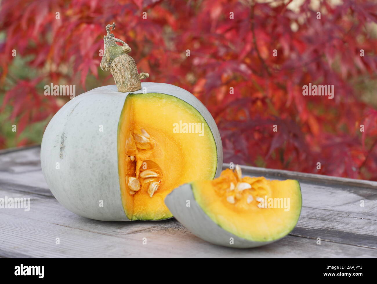 Cucurbita maxima 'Crown Prince'. Freshly harvested, blue skinned Crown ...