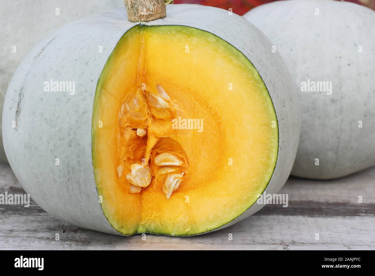 Cucurbita maxima 'Crown Prince'. Freshly harvested, blue skinned Crown ...