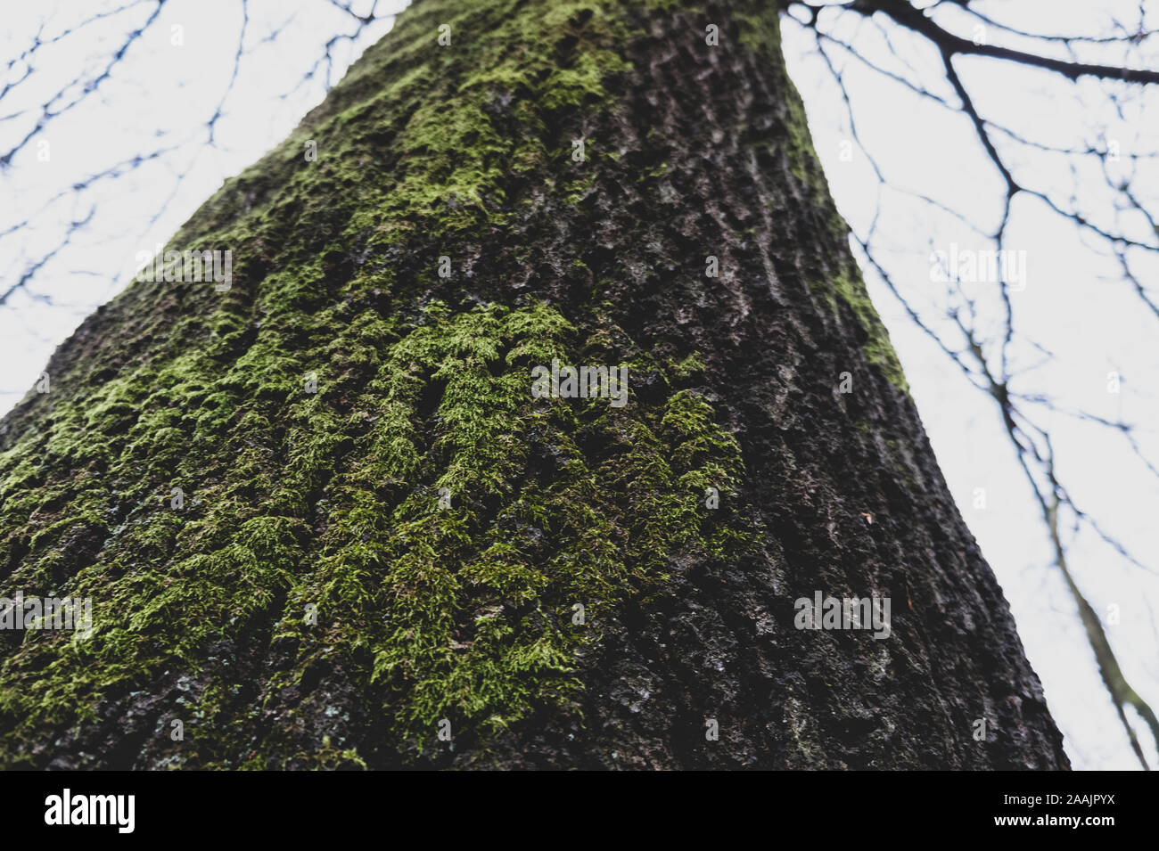 Tall maple trees from below hi-res stock photography and images - Alamy
