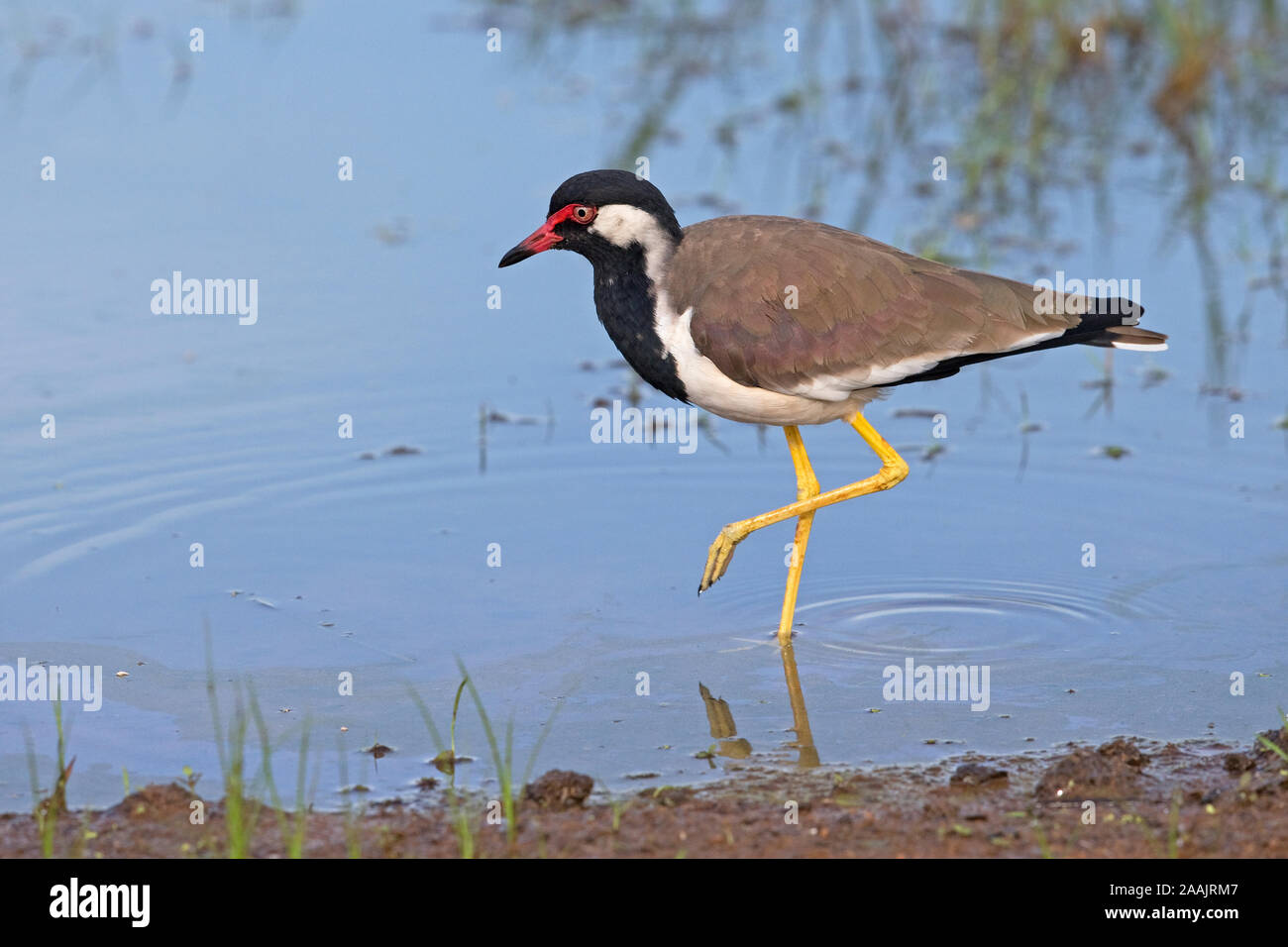 Red-wattled Lapwing (Vanellus indicus Stock Photo - Alamy