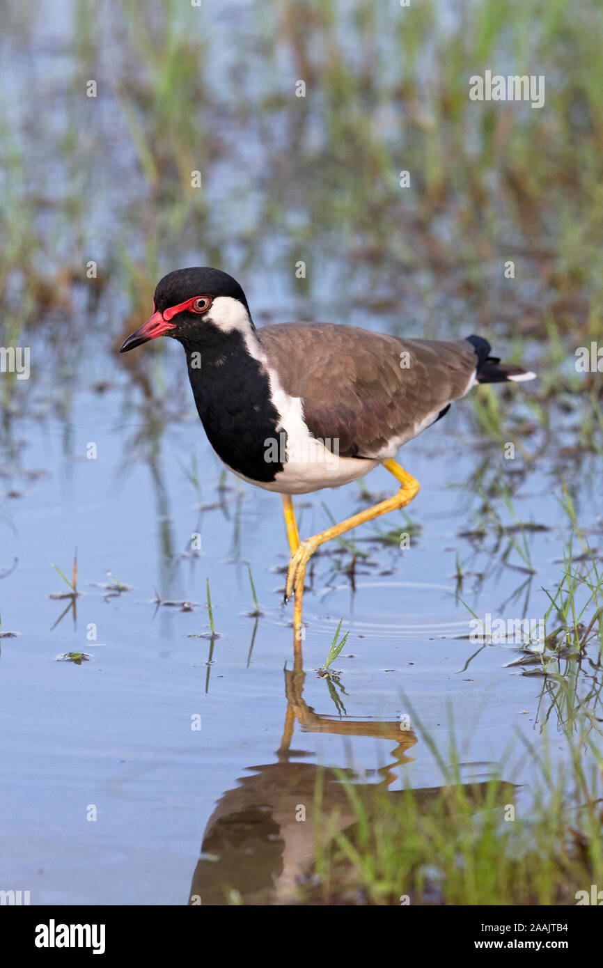 Red wattled lapwings hi-res stock photography and images - Alamy