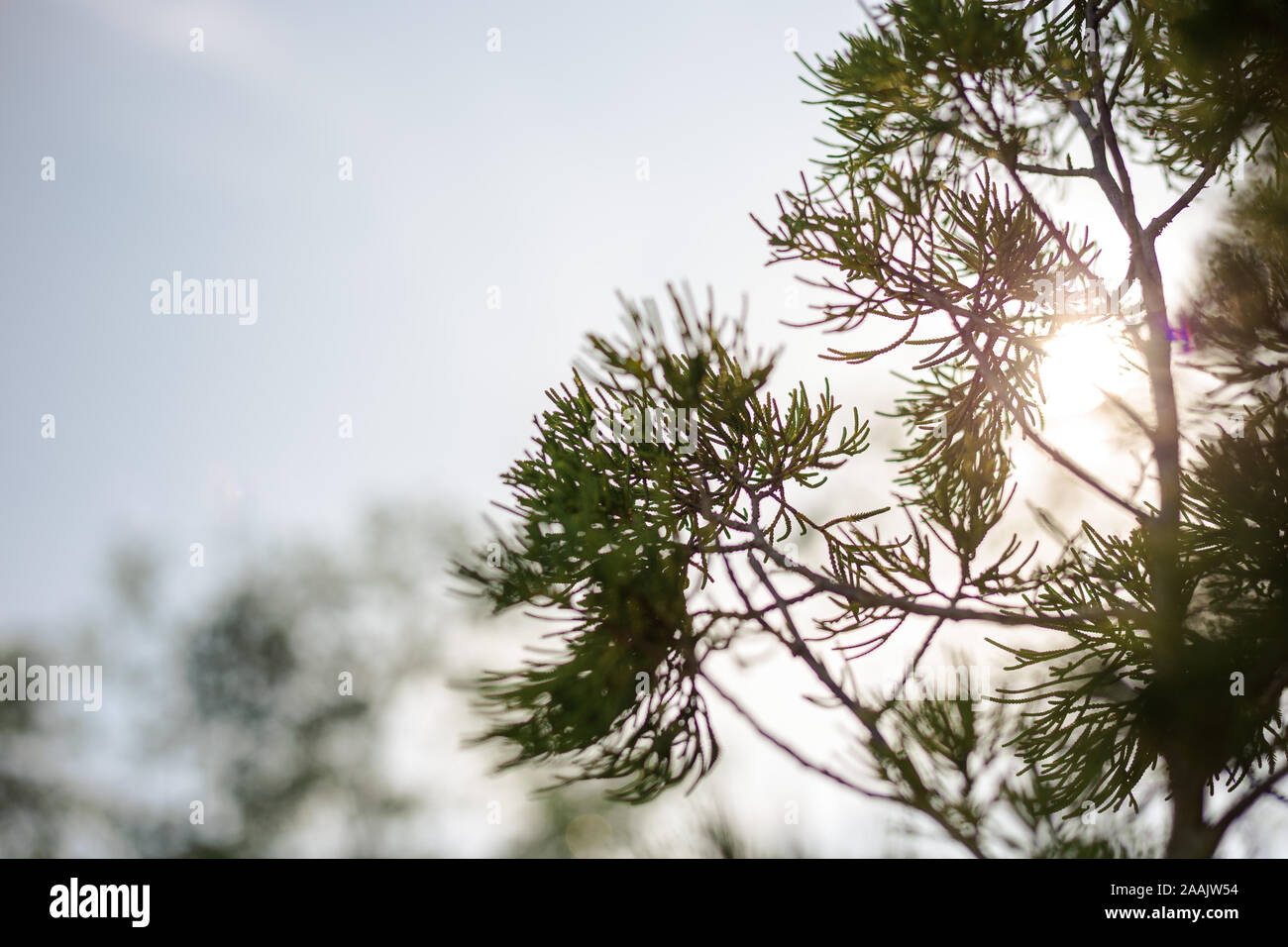 Silhouette sun flare through leaves hi-res stock photography and images ...