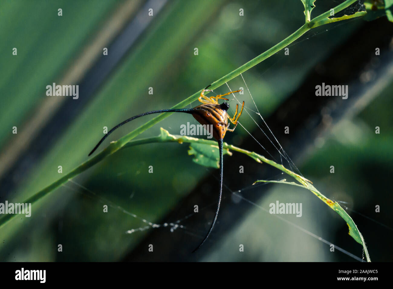 Orange curved spiny spider catch upside down on branch with some web ...