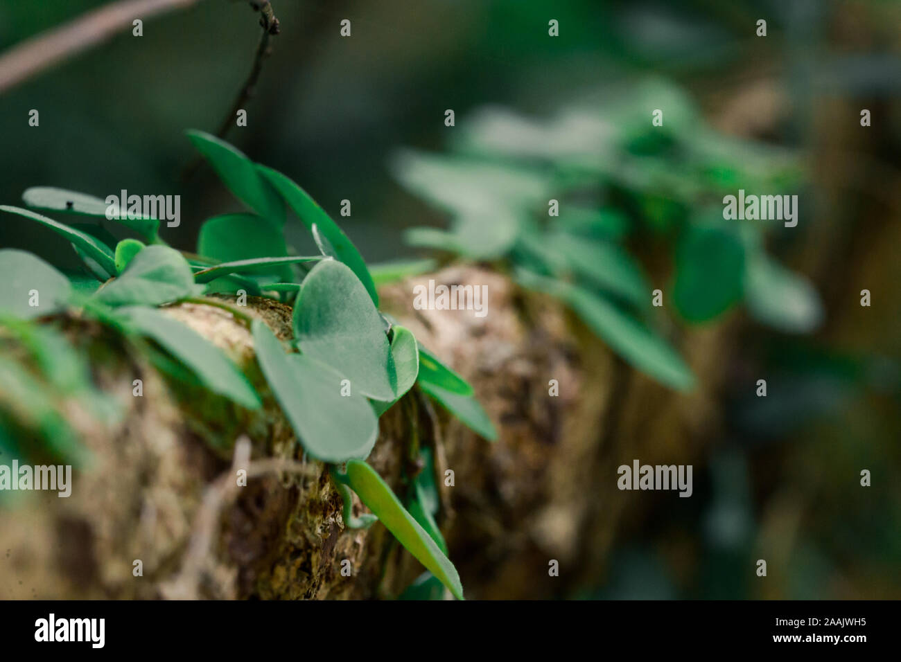 Vine climbing up rainforest tree hi-res stock photography and images ...