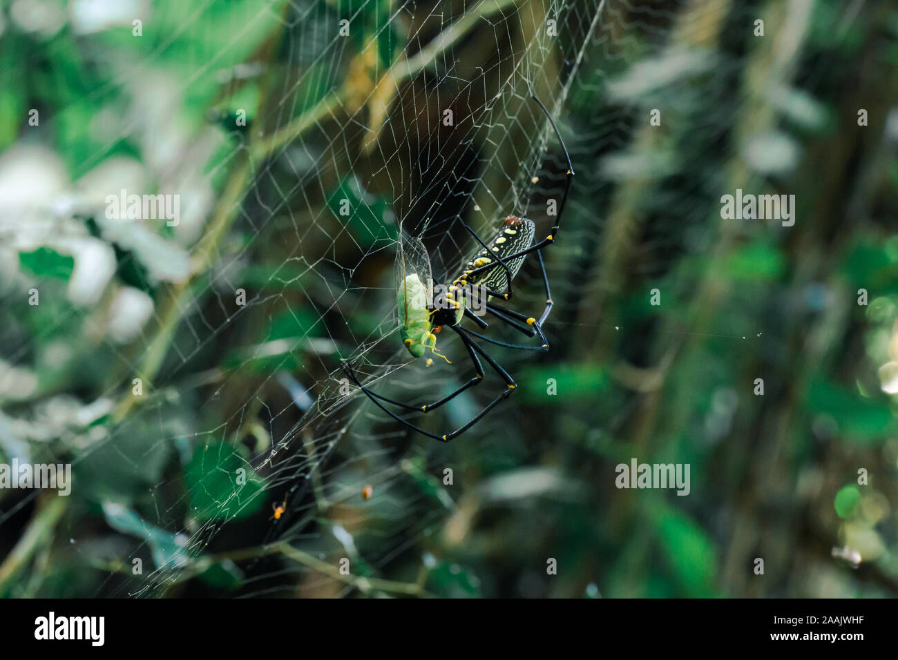 Web spider eating its food that stuck on the net Stock Photo - Alamy