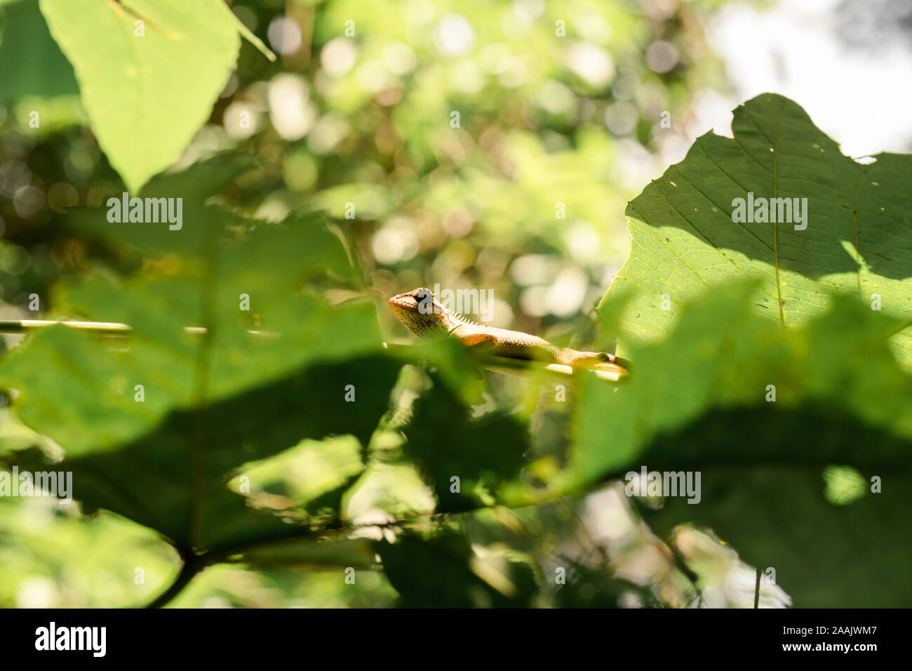 Summer lizard in the jungle stay on the rod of tree Stock Photo - Alamy