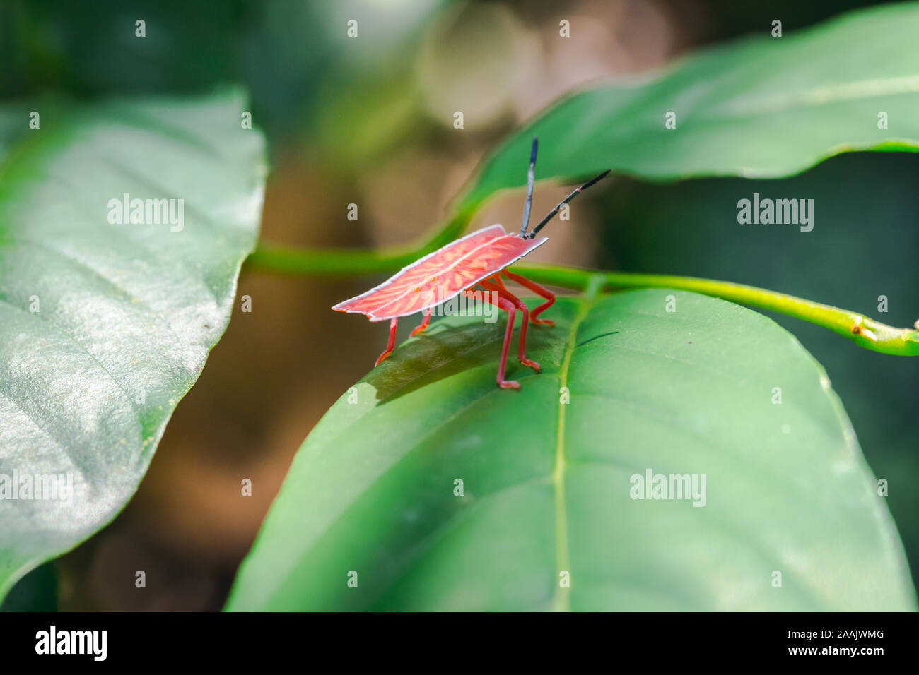 Red bug with pattern on its back stay on the leaf Stock Photo - Alamy