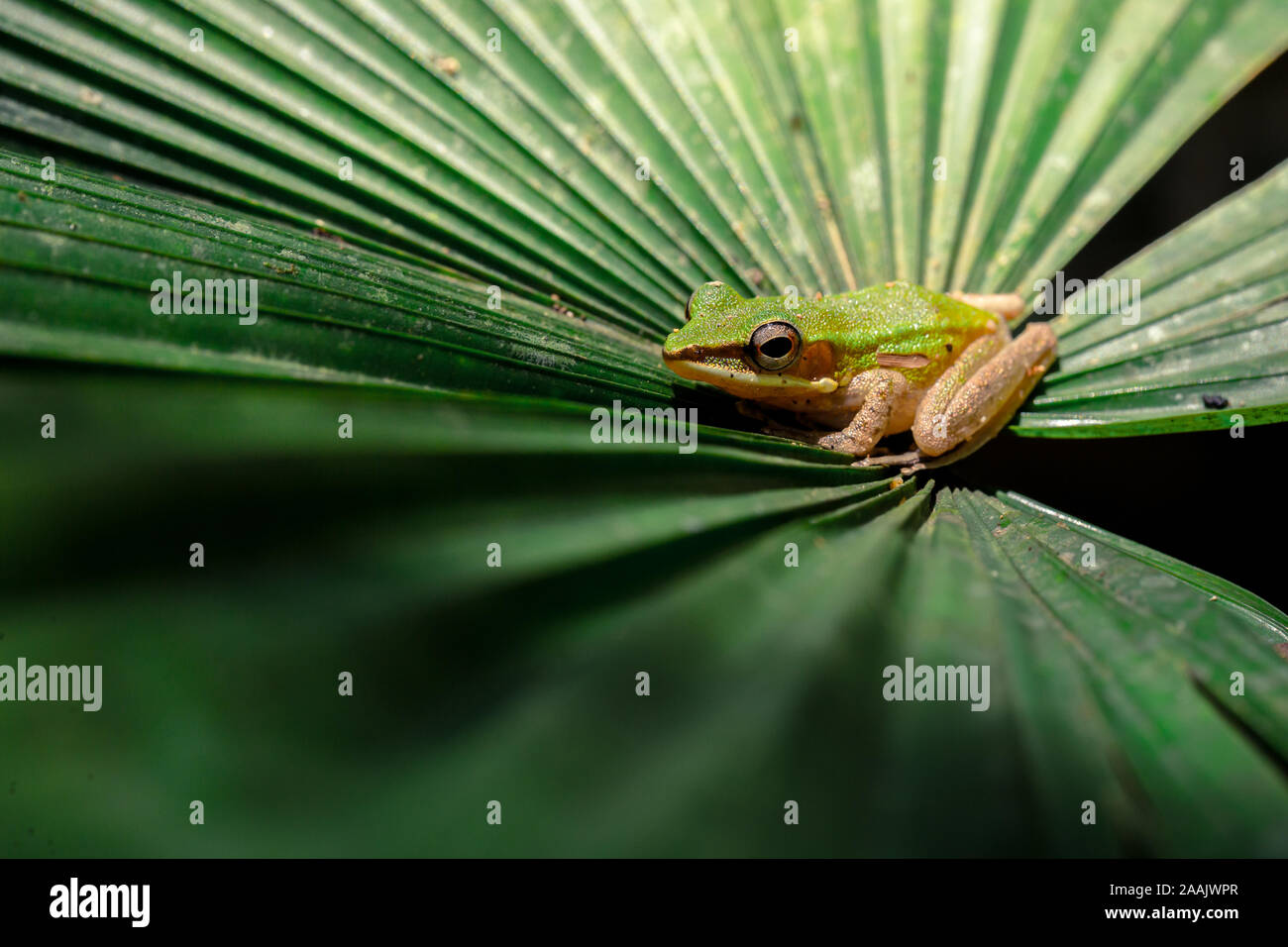 Green Tree frog stay calm on the big leaf of palm tree Stock Photo - Alamy