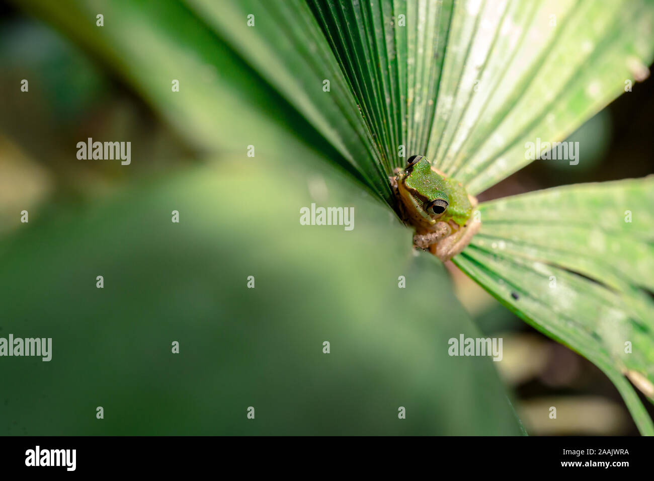 Green Tree frog stay calm on the big leaf of palm tree, look from above ...