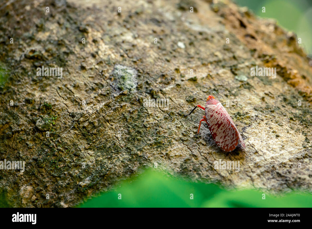 Red bug with beautiful pattern on the wing stay on the wood, walking ...