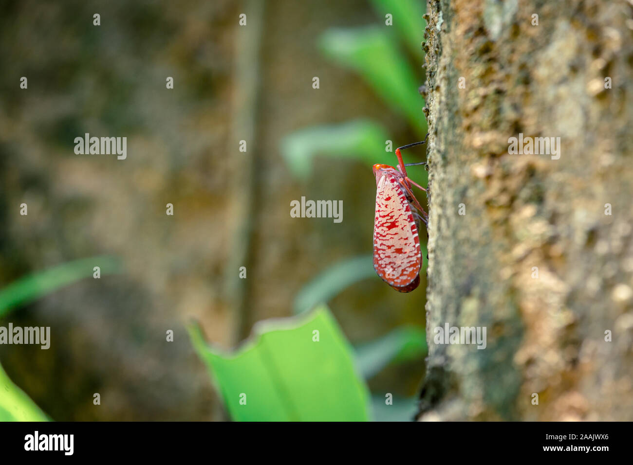 Side view of Red bug with beautiful pattern on the wing stay on the ...