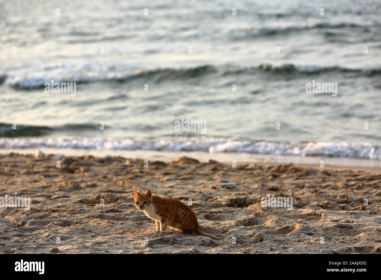 Port of gaza hi-res stock photography and images - Alamy