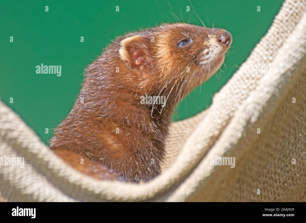 Polecat putorius putorius captive hi-res stock photography and images ...