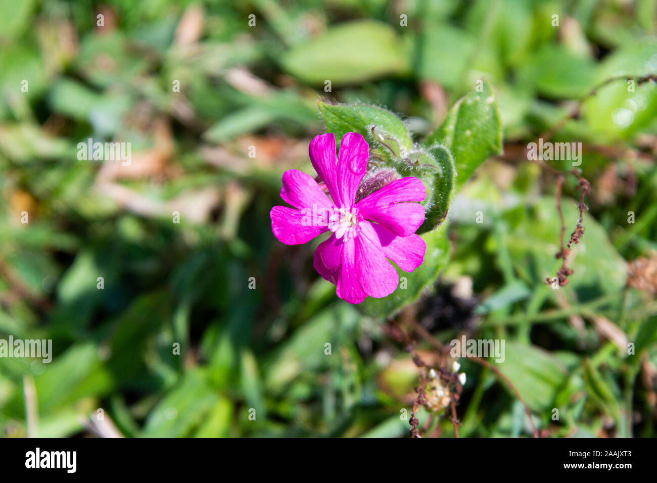 The flower of a red campion (Silene dioica Stock Photo - Alamy