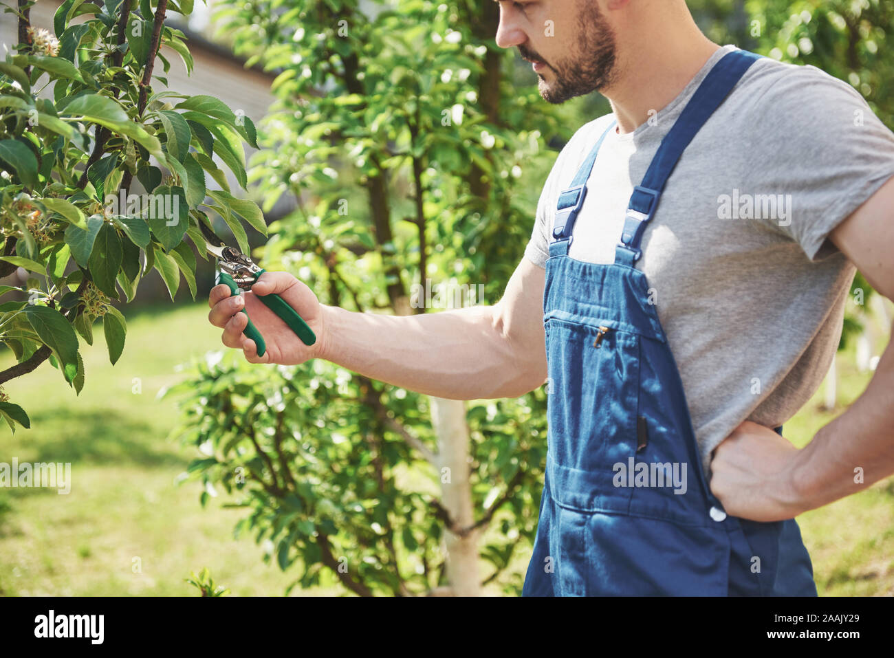 A professional gardener at work cuts fruit trees Stock Photo - Alamy