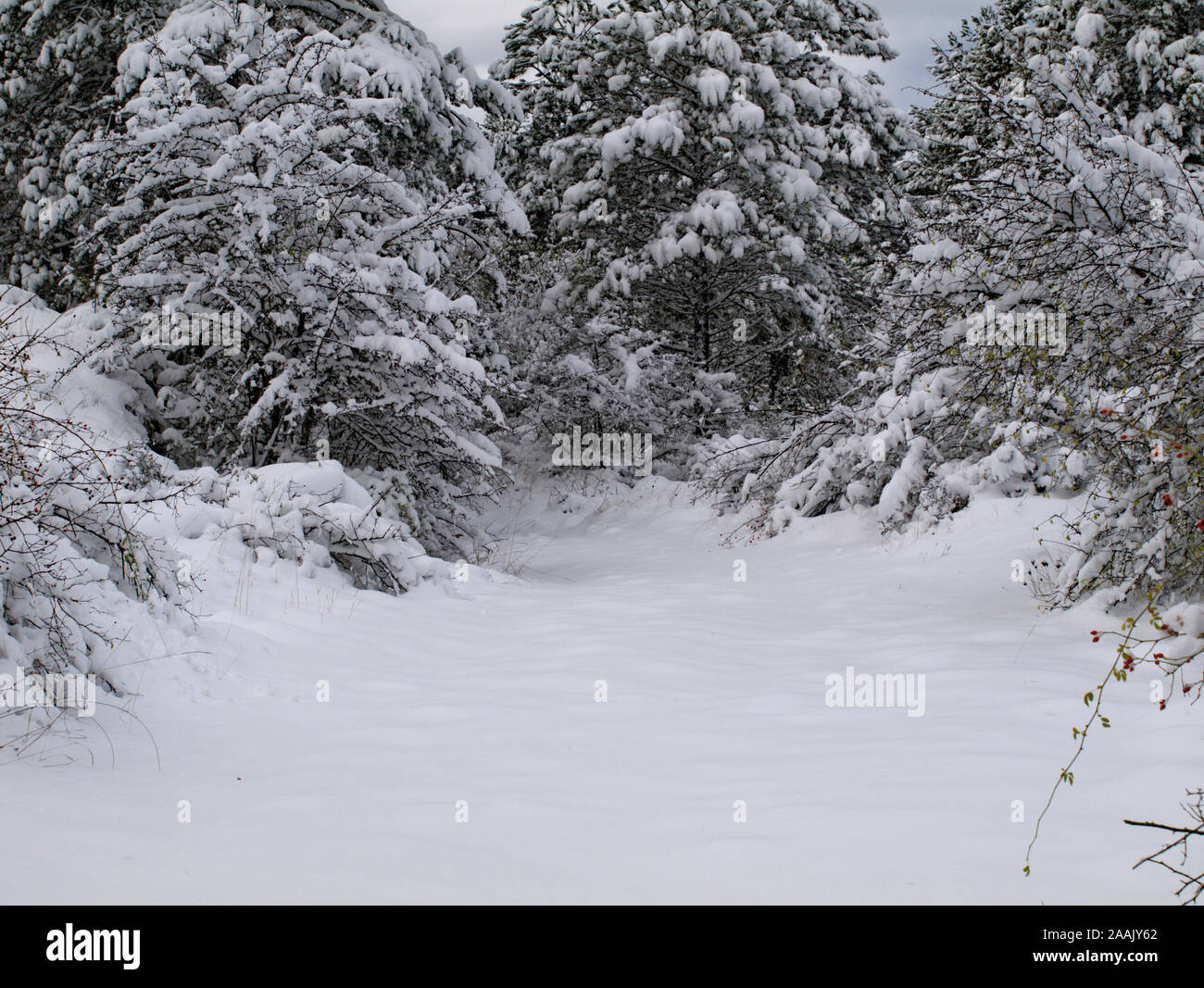 Nevado nevado nevado bosque nevado hi-res stock photography and images ...