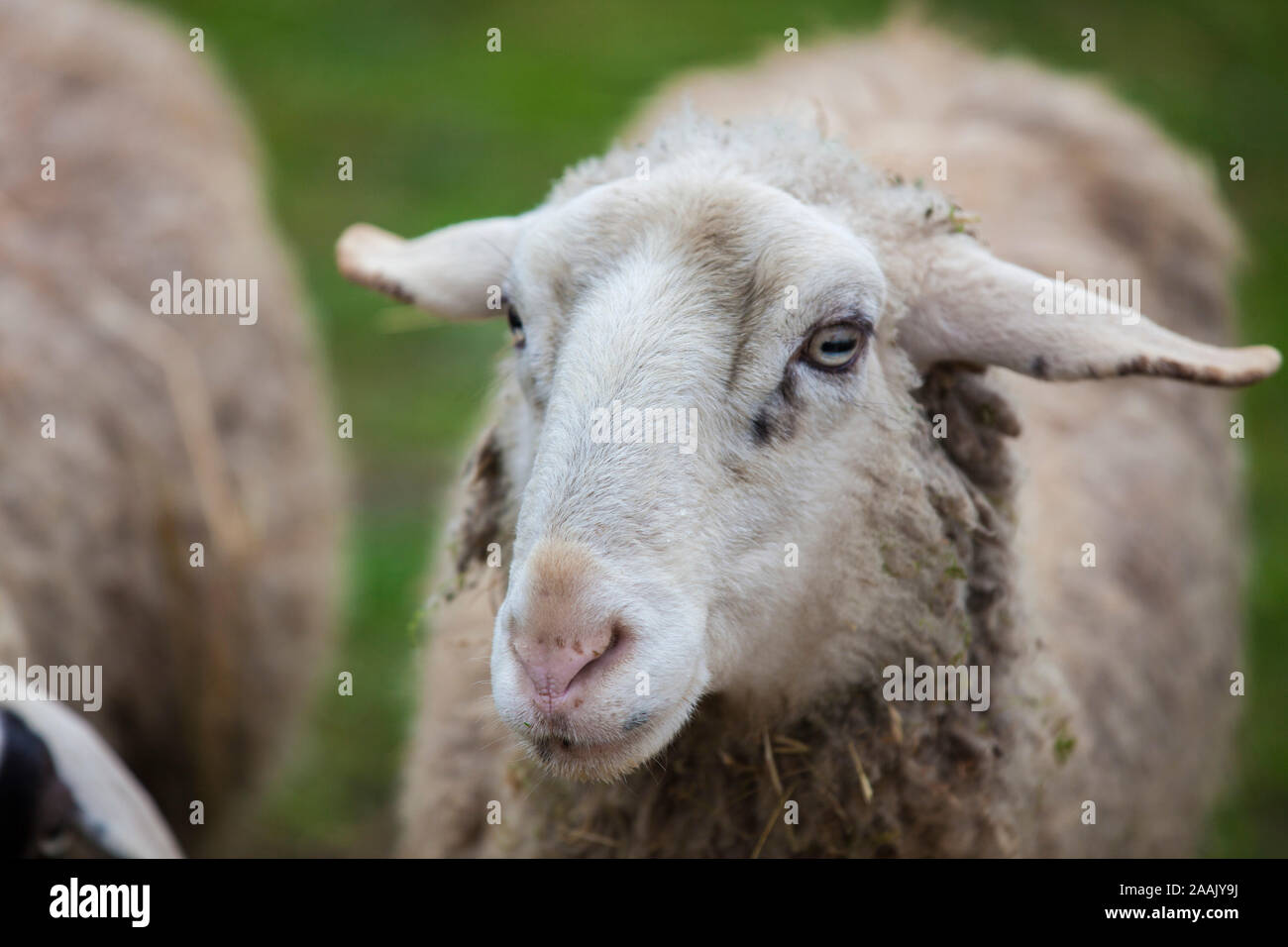 Sheep yard hi-res stock photography and images - Alamy
