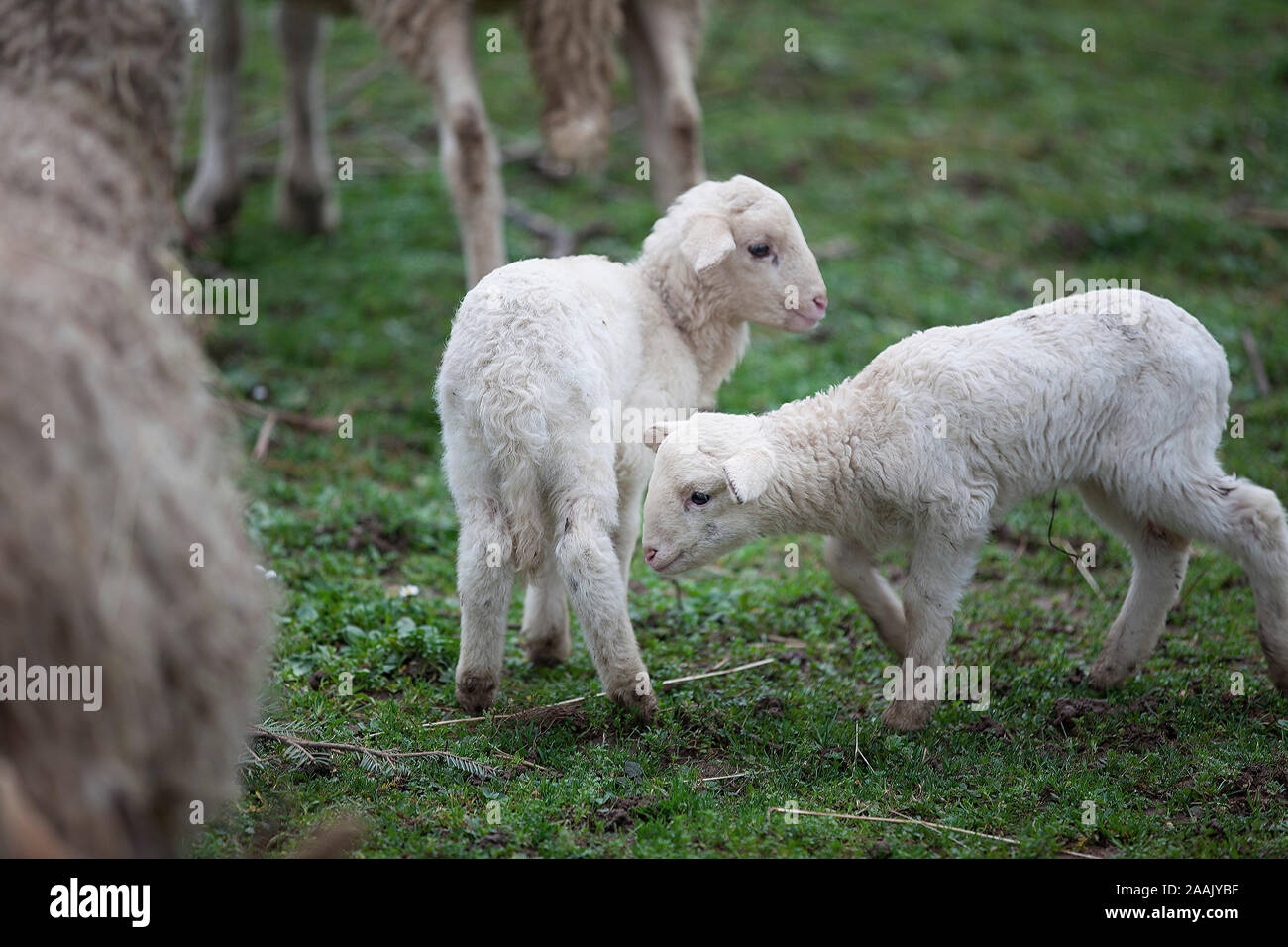 Little sheep hi-res stock photography and images - Alamy